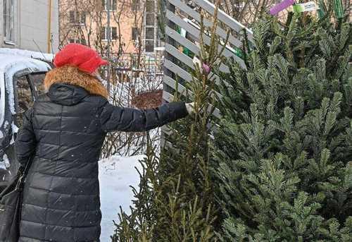 Пихта живая новогодняя