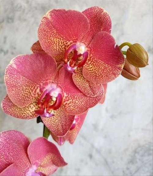 Орхидея фаленопсис Рауль (Raoul)