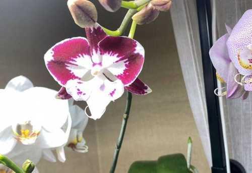 Орхидея фаленопсис Tinkerbells Kizz, Big Lip