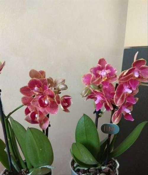 Орхидея мультифлора Bowdion, 2 ствола