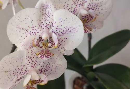 Орхидея фаленопсис Astral