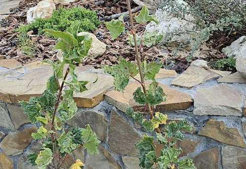 Клён остролистный Бескид (Acer platanoides Beskid)