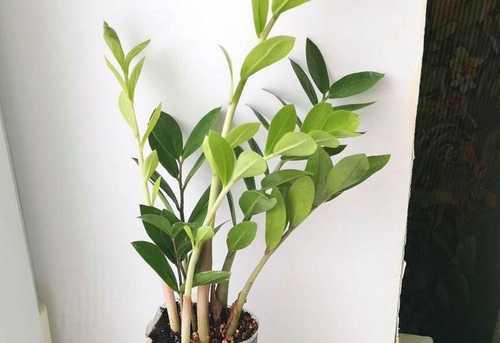 Замиокулькас молодое растение 10 месяцев