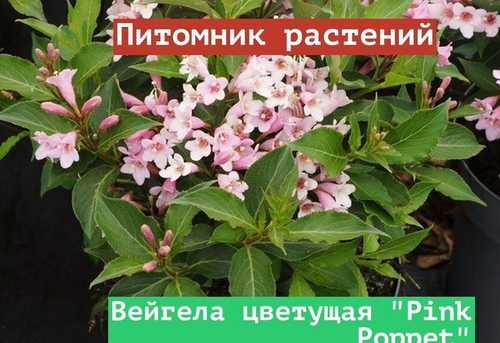 Саженцы Вейгела цветущая Pink Poppet