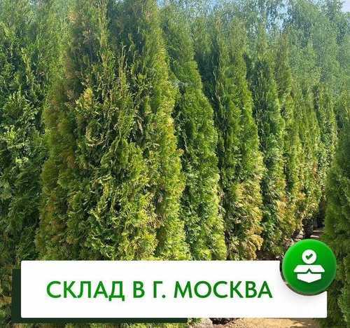 Туя Смарагд / Хвойные деревья