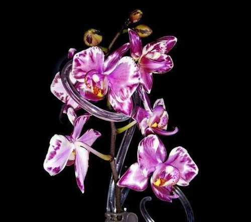 Орхидея фаленопсис Phal. Younghome Kaleido