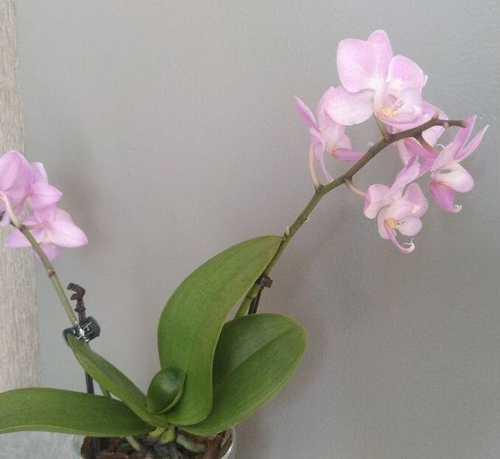Мини микро орхидея