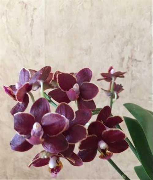 Орхидея фаленопсис Esmee (Эсми)
