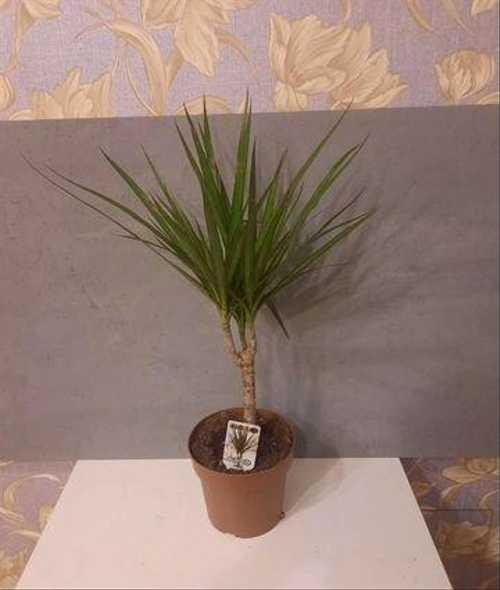 Комнатное растение Драцена