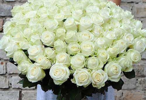 Роза, 101 белая роза, белые розы