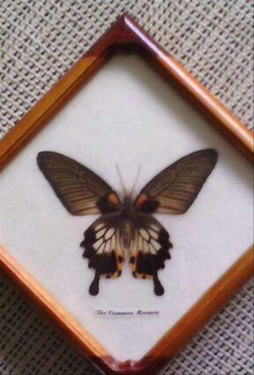 Бабочка Коллекционная сommon marmon 25см