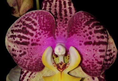 Орхидея Phal. Zeynep