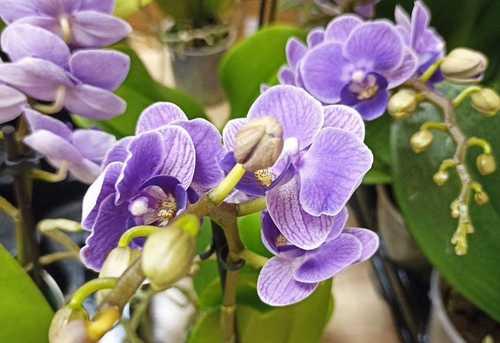 Орхидея фаленопсис Violet Queen