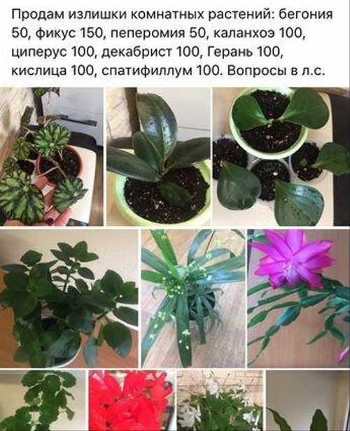 Бегония, фикус, переромия, каланхоэ, циперус