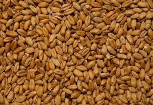 Семена озимой пшеницы Скипетр(переходящий фонд)