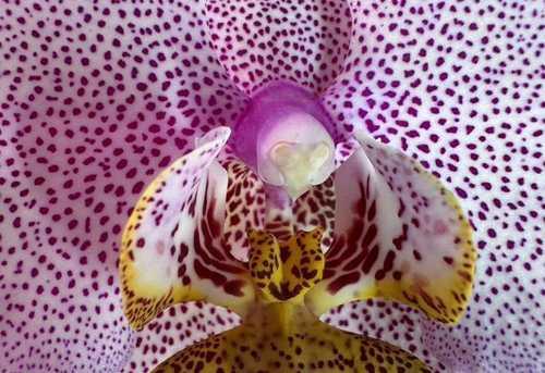 Орхидея фаленопсис Манхэттен (Manhatten)