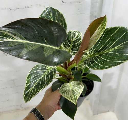 Филодендрон Вайт вейв, Philodendron White Wave