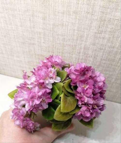 Фиалка, фиалка цветушая на подарок 8 марта
