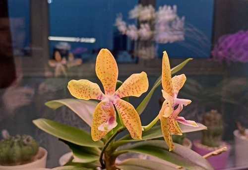 Орхидея Джулия (детка уже с цветоносом)