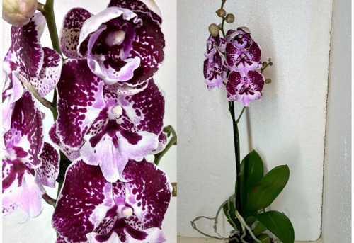 Орхидея Биг лип