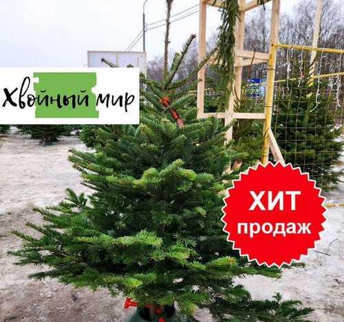 Нордман пихта срезка