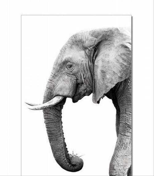 Репродукция Слон. Профиль (слон. профиль)
