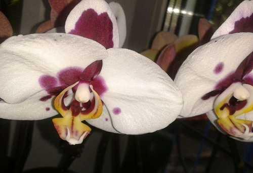 Орхидеи Фаленопсисы 2