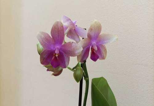Орхидея фаленопсис Лиодоро 2stотцвела