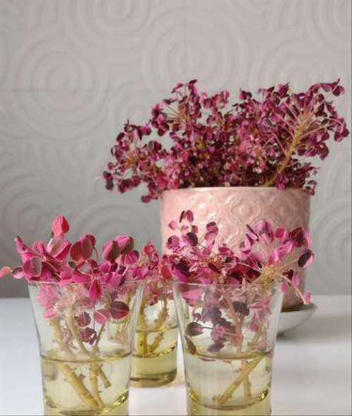 Кислица вулканическая Oxalis Plum Crazy