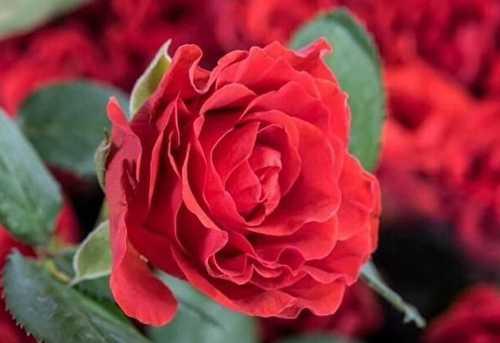 Саженцы красивых роз"эль торо" оптом по России