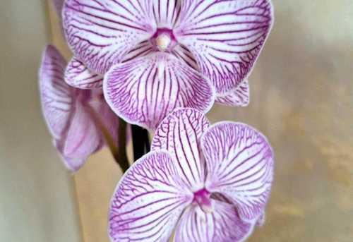 Орхидея фаленопсис биг лип спинер 2 цв