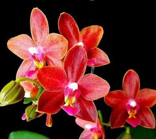Орхидея фаленопсис Сого Ред стар