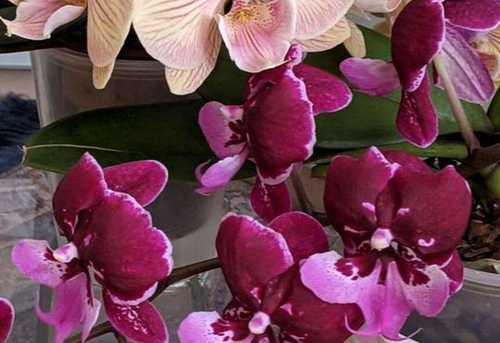 Орхидея в кашпо с автополивом