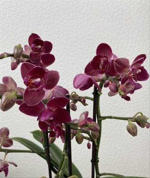 Орхидея фаленопсис Рэд Лион (пелорик)