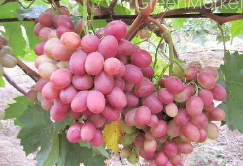 Саженцы винограда "рубиновый юбилей"