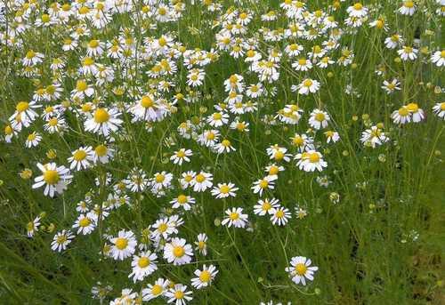 Цветы ромашки аптечной сушеные