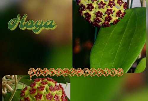 Хойя cinnamomifolia, фото 4 продаваемое растение