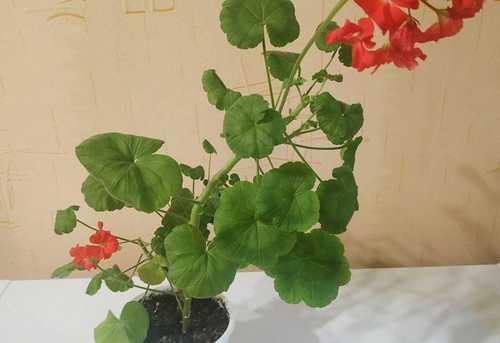 4 штуки Герань пеларгония цветущее растение