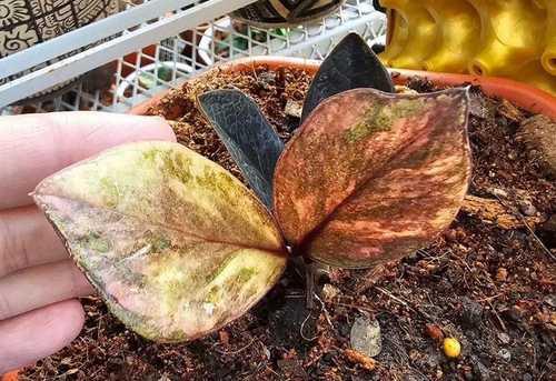 Замиокулькас orange variegated