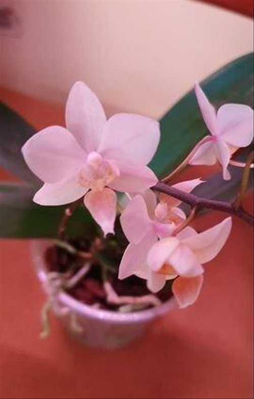 Орхидея фаленопсис Дикая