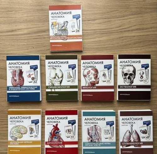 Анатомия человека карточки, Сапин