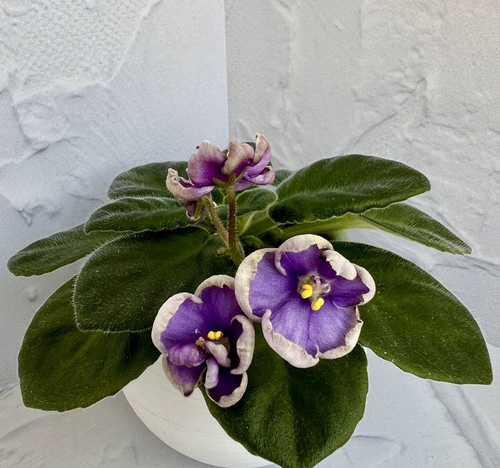 Фиалка отдам