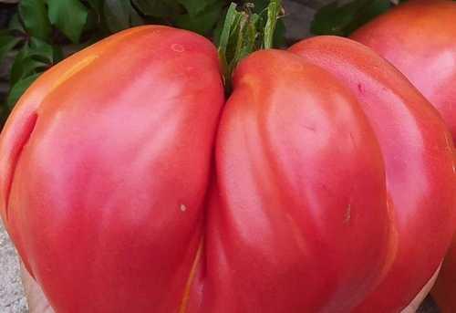 Семена томата Болонское Сердцеердце Быка /Италия
