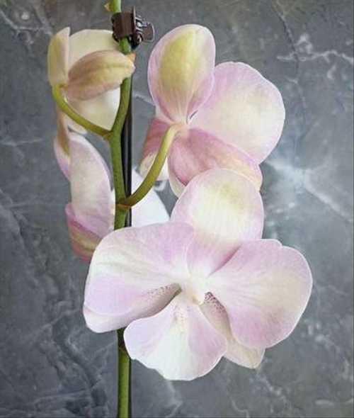 Орхидея фаленопсис биг лип Venetian carnival