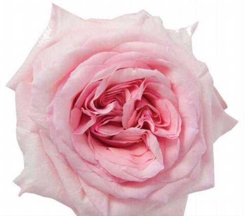 Роза Пинк Охара (60 см.)