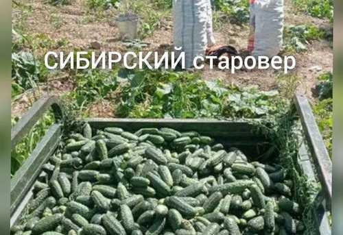 Клязменские урожайные Семена Огурцов из СССР
