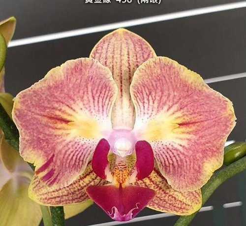 Орхидея Phal. Fuller's Gold Stripe '458' (peloric