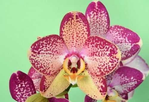 Орхидея Phal.YH0860