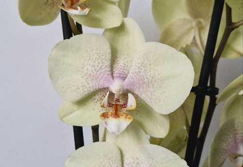 Орхидея фаленопсис 2 цветоноса