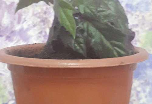 Гинура-комнатное растение